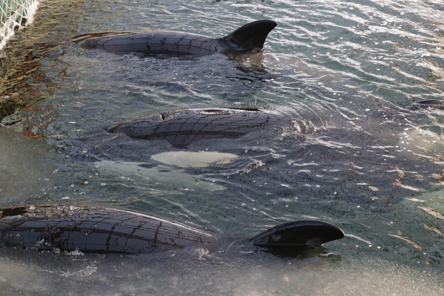 22 Years of Russian Orca Research – erichhoyt